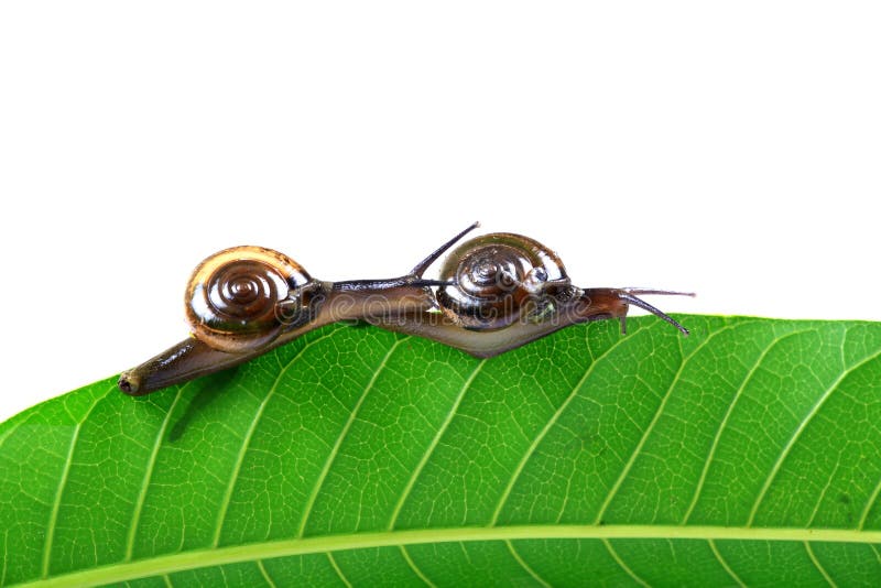 Mating Snails 2 stock image. Image of mollusc, africa - 39668043