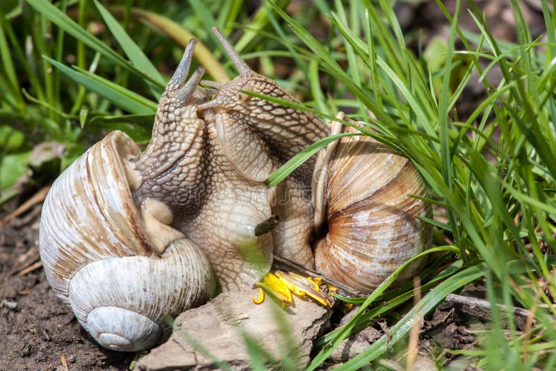 Mating snails stock image. Image of pulmonata, outdoor - 30784173