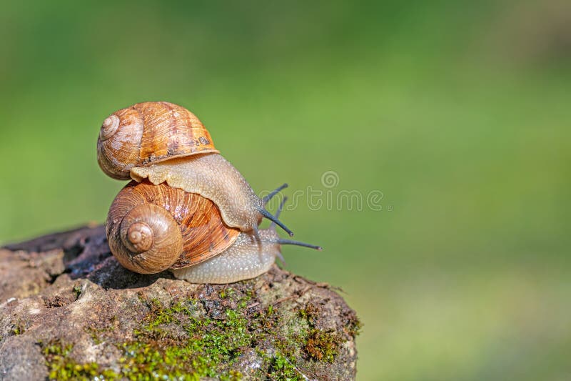 Mating Snails on Mossy Stone, Green Background Stock Image - Image of ...