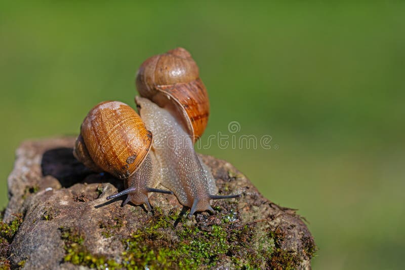 Mating Snails on Mossy Stone, Green Background Stock Photo - Image of ...