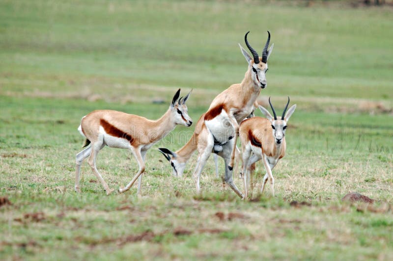 Mating Springboks stock photo. Image of african, male - 6923022