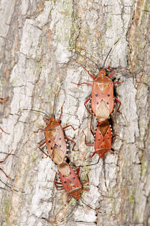 Mating Stink Bugs 2 stock image. Image of plants, mating - 61842231
