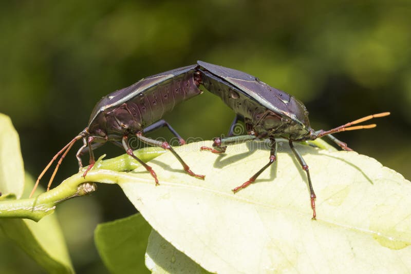 Stink Bugs stock image. Image of citrus, australia, leaf - 206971845