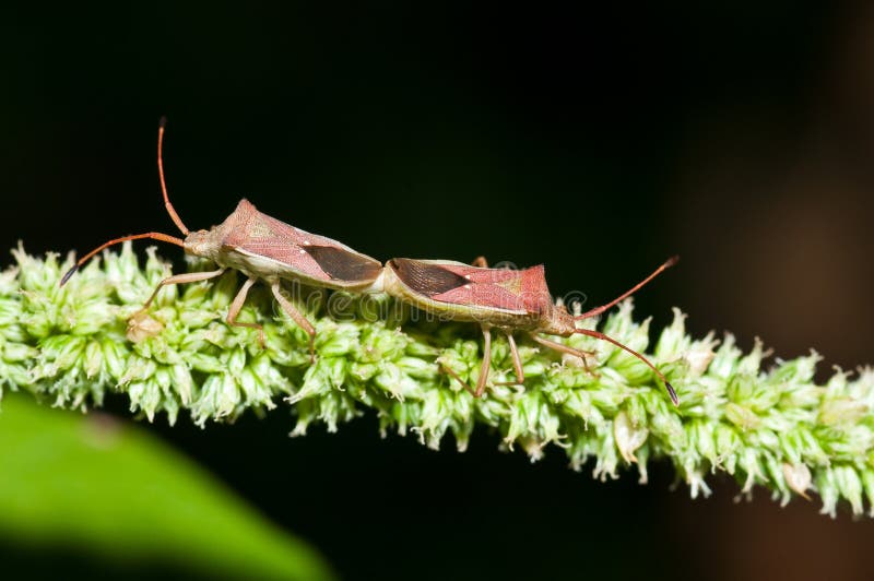 Mating Stink Bugs 2 stock image. Image of plants, mating - 61842231