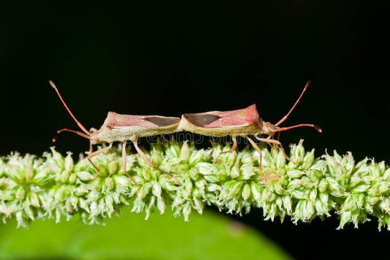 Mating Stink Bugs 3 stock photo. Image of stink, pests - 61842258