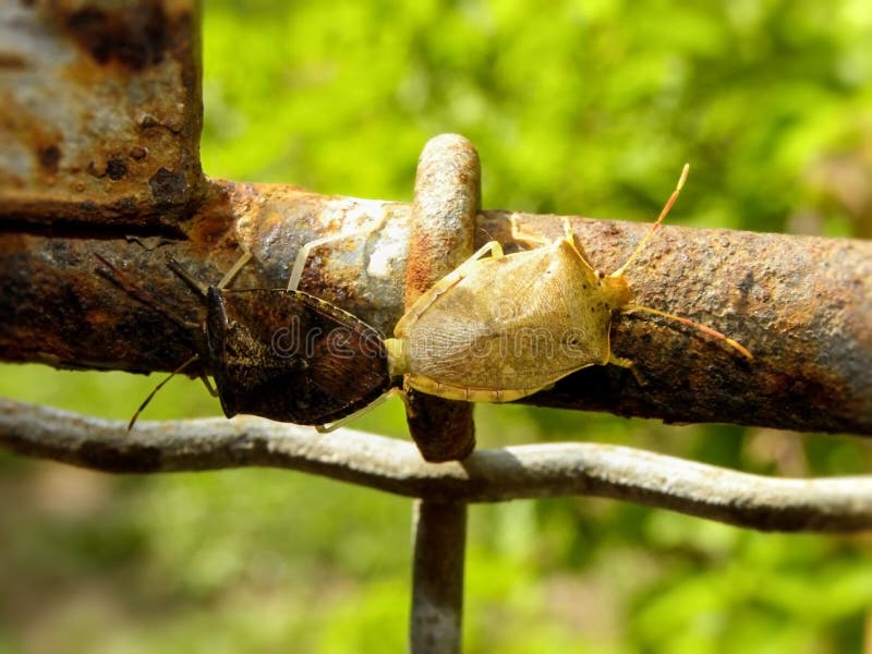 Mating Stink Bugs 2 stock image. Image of plants, mating - 61842231
