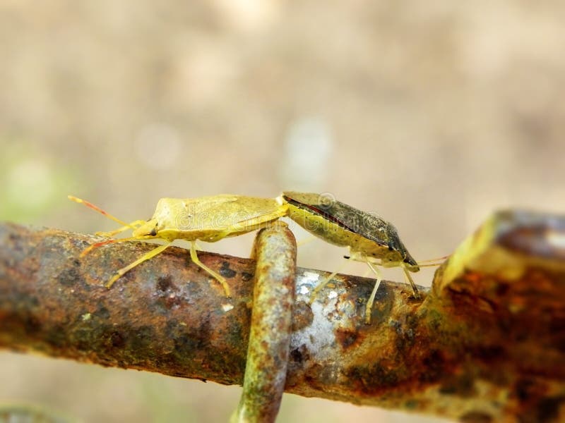Mating Stink Bugs 3 stock photo. Image of stink, pests - 61842258