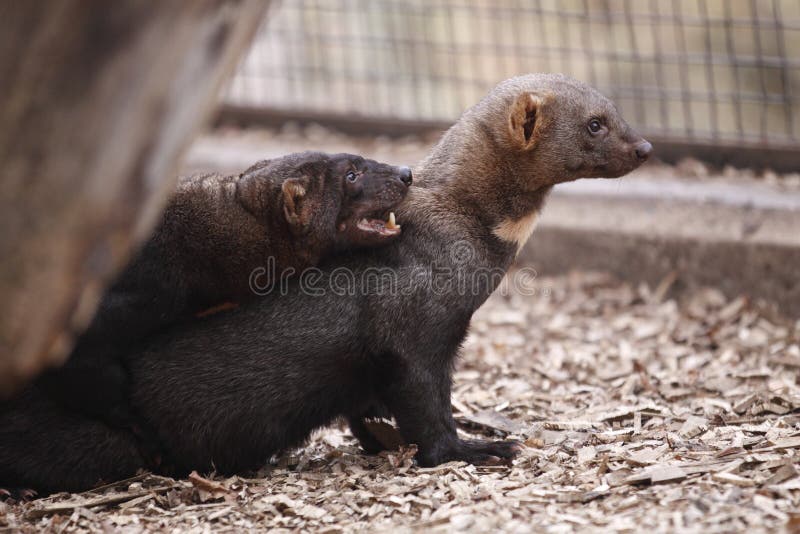 Mating tayras stock photo. Image of weasel, mate, tolomuco - 18655416