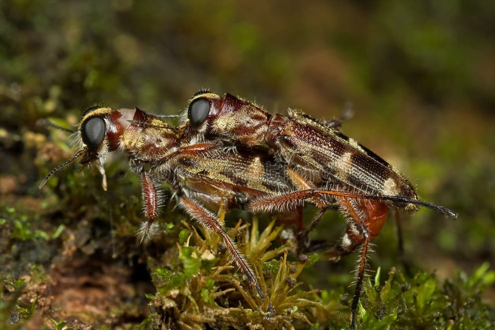 Mating tiger beetles stock photo. Image of garden, insect - 10030784