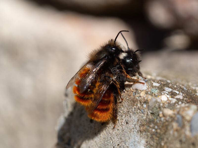 Mating of Two Red Mason Bees, Osmia Rufa Stock Image - Image of honey ... Mating of Two Red Mason Bees, Osmia Rufa Stock Image - Image of honey ...