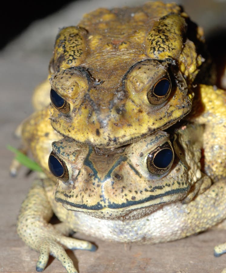 Wild Toads Mating In The Water. European Toad, Bufo Bufo Stock Image ...