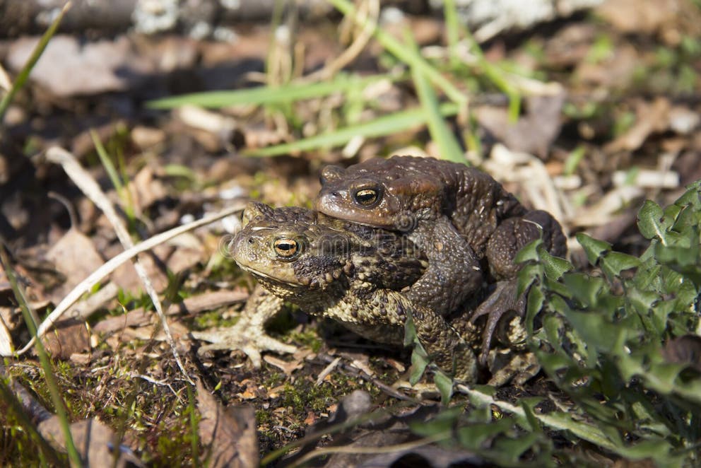 Mating toad stock image. Image of pond, ugliness, hoptoad - 56789379