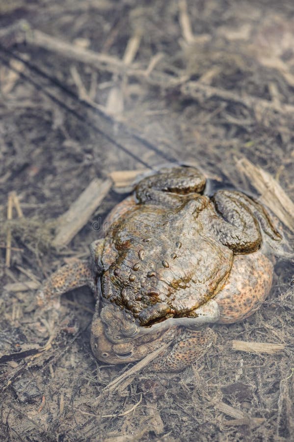 Mating toads camouflage stock photo. Image of watching - 29452402