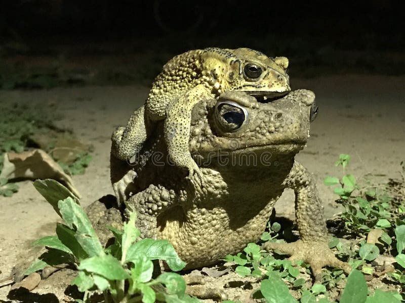 Mating Toads Thailand Stock Photos - Free & Royalty-Free Stock Photos ...