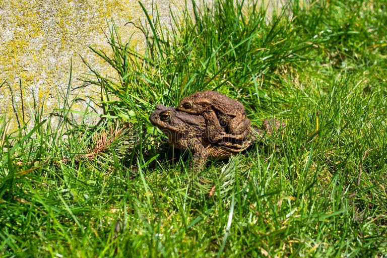 Mating Toads in Spring, a Pair of Male and Female Toads on the Grass ...