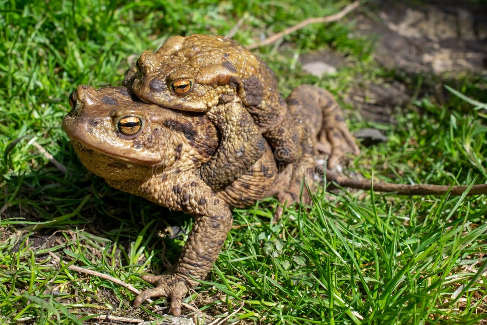 Mating Toads in Spring, a Pair of Male and Female Toads on the Grass ...