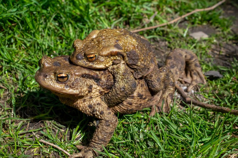 Mating Toads in Spring, a Pair of Male and Female Toads on the Grass ...