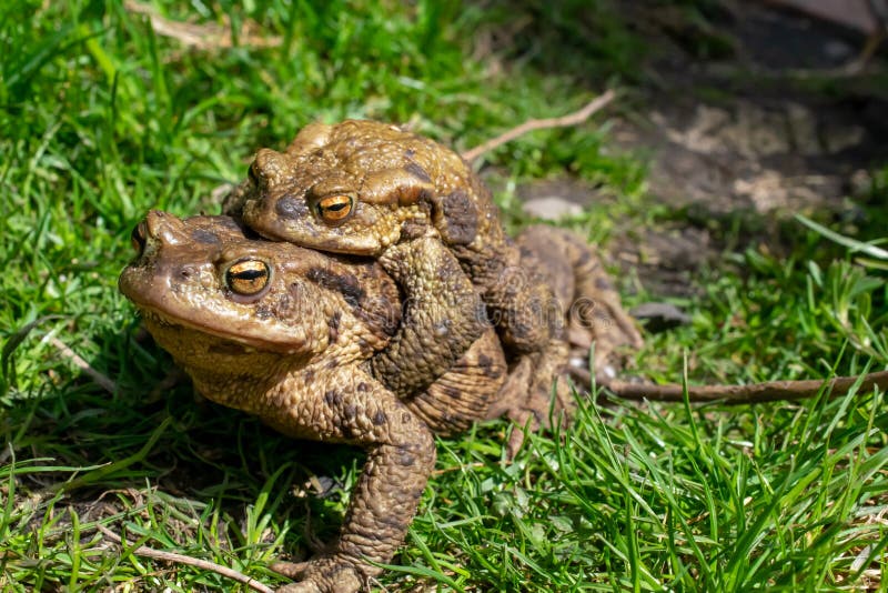 Mating Toads in Spring, a Pair of Male and Female Toads on the Grass ...