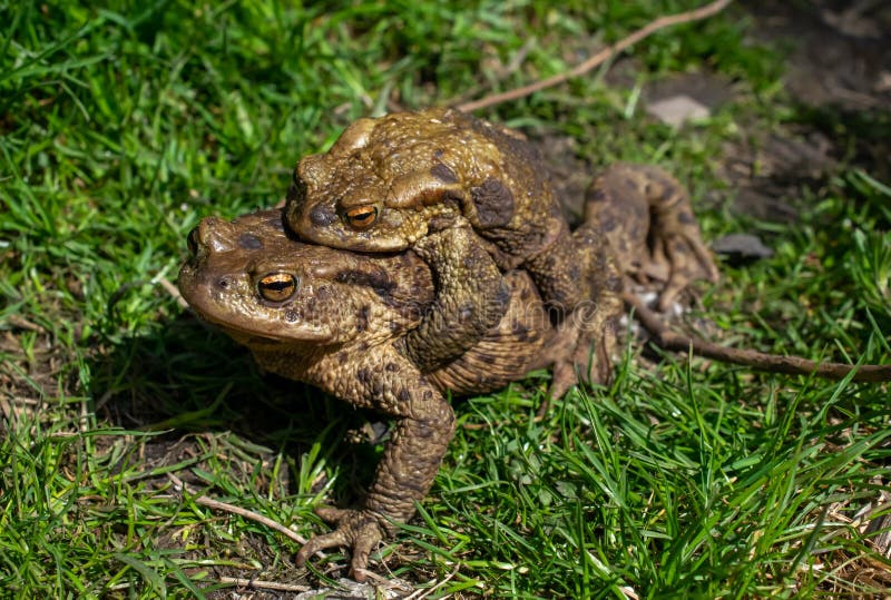Mating Toads in Spring, a Pair of Male and Female Toads on the Grass ...
