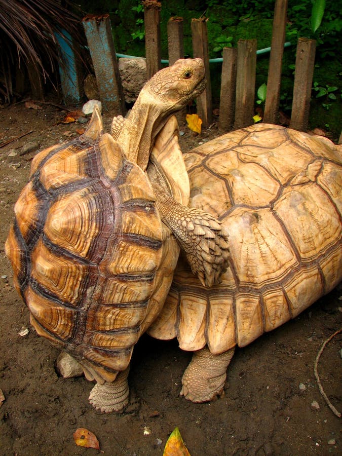 Mating Tortoises stock photo. Image of animal, manila - 6569300