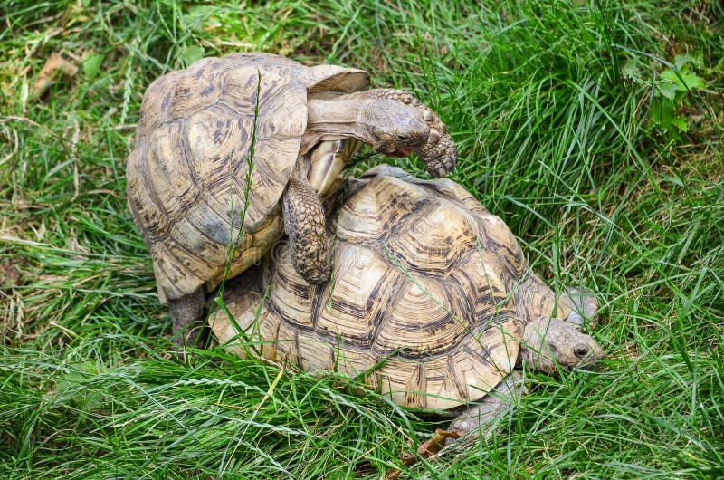 Mating turtles stock photo. Image of funny, desert, mating - 48263410