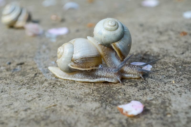 Two Small Snails with Beautiful Shells. Stock Photo - Image of green ...
