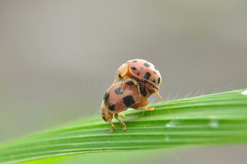 Mating of Two Insects on Green Leaves Stock Photo - Image of leaves ...