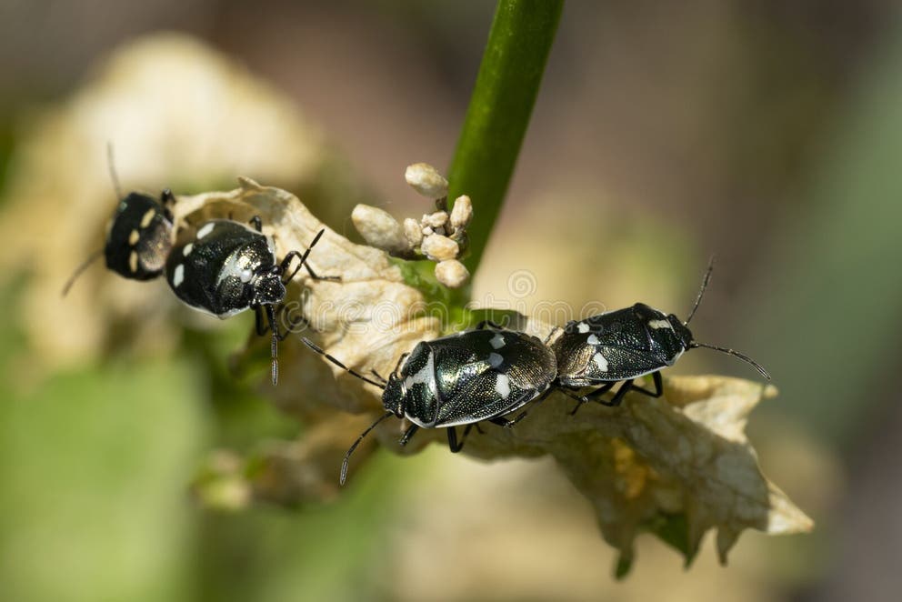 Mating of Two Pairs. Eurydema Oleracea, the Bug, the Crucifer Shield ...