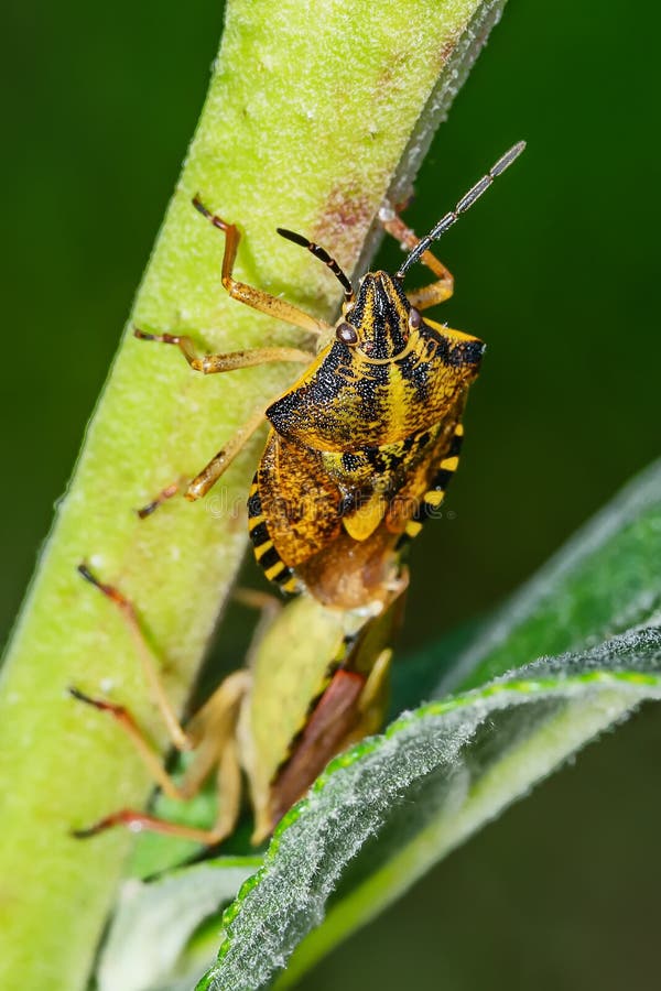 Mating of two Shield bug stock photo. Image of leaf - 185693420