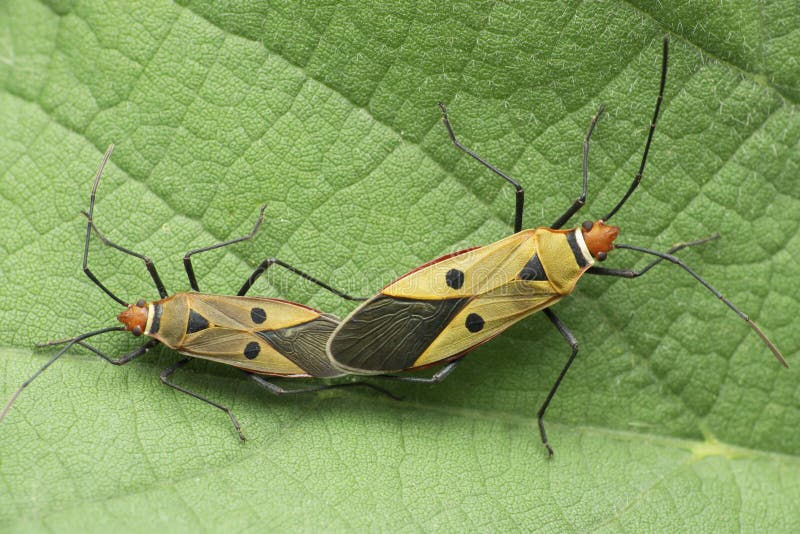 Mating of Two Spotted Sting Bug, Perillus Species, Satara, Maharashtra ...