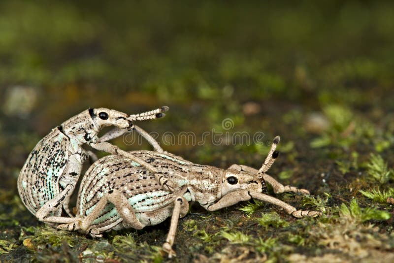 Mating weevil stock image. Image of beetle, mating, nature - 271859847
