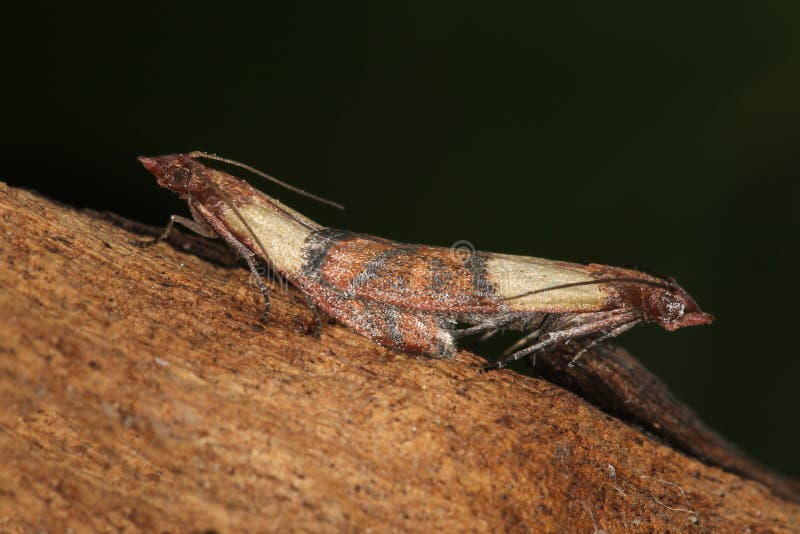Mating of Weevil Moth Pest, Plodia Interpunctella Stock Photo - Image ...