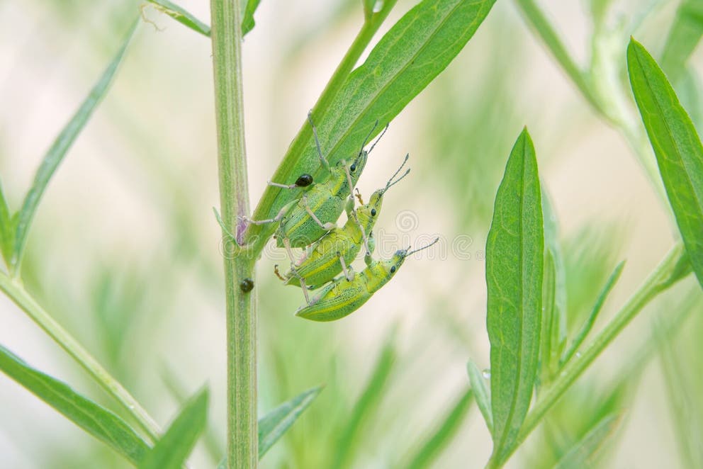 Mating weevil stock photo. Image of wild, animal, snout - 280084238