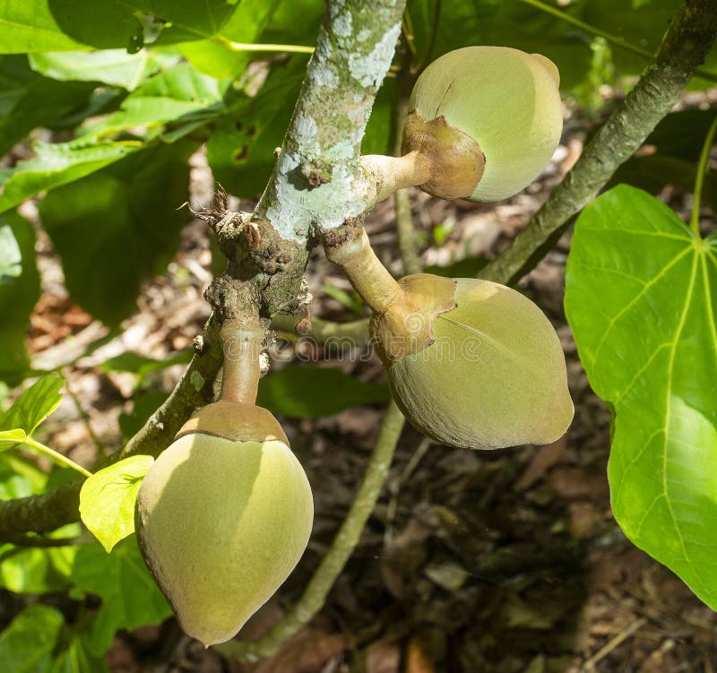 Matisia Cordata - Organic Sapote Fruit on the Table Stock Image - Image ...