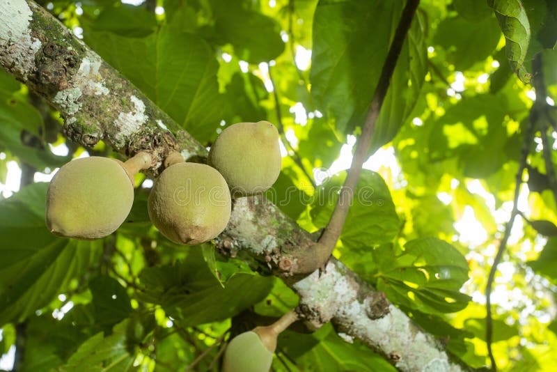 Matisia Cordata - Organic Sapodilla Fruit on the Tree Stock Photo ...