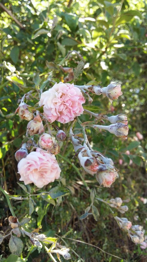 Mato Com Rosas Selvagens Cor-de-rosa Imagem de Stock - Imagem de fresco ...
