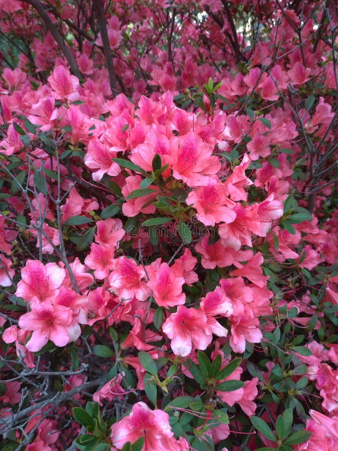 Mato de flores rosa. foto de stock. Imagem de planta - 173615874