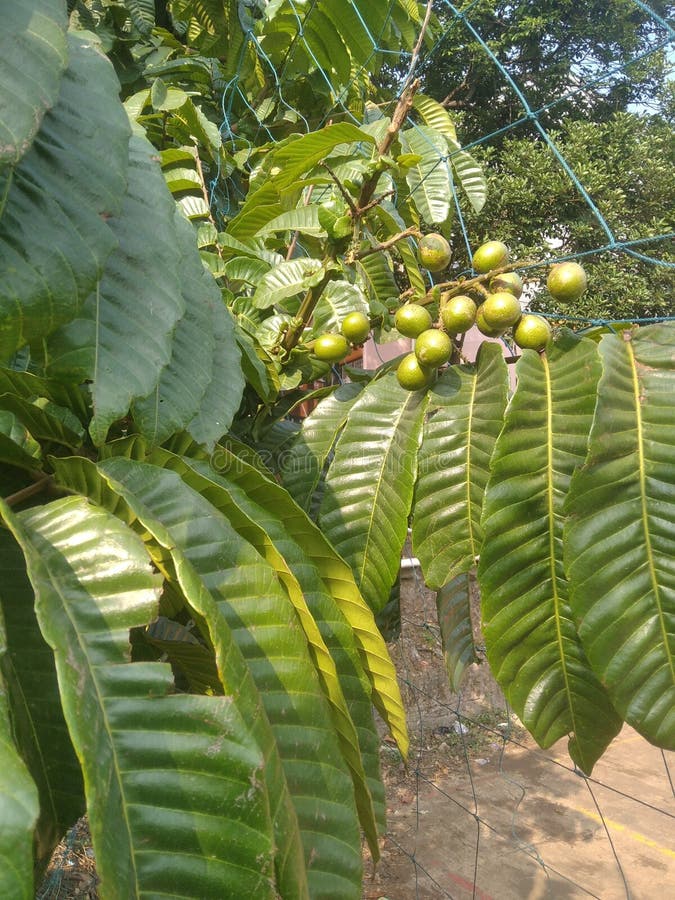Matoa fruit stock photo. Image of shrub, fruit, plantation - 328363642