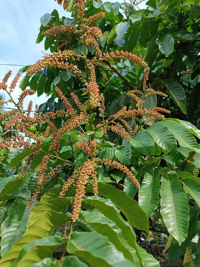 Matoa fruit stock image. Image of green, tropic, flowering - 265262993