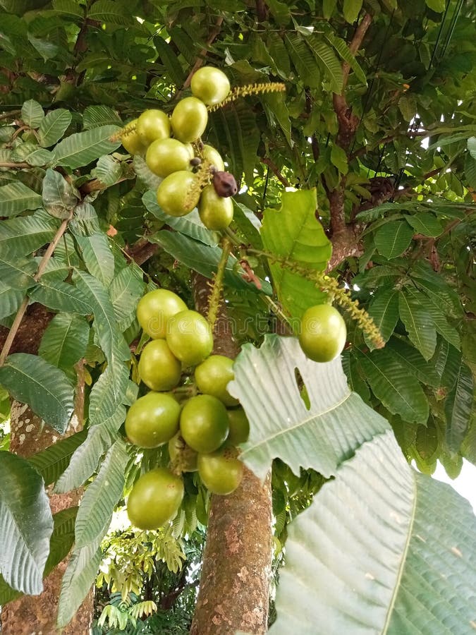 Matoa Fruit Has a Delicious Taste and Fairly Thick Flesh. Stock Image ...