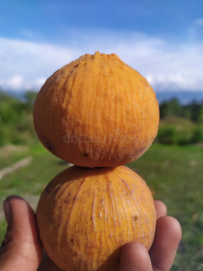 Matoa Fruit Tree from North Sumatra Stock Image - Image of fruit, north ...