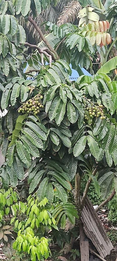 Matoa Fruit Tree Which Tastes Very Sweet Stock Image - Image of sweet ...