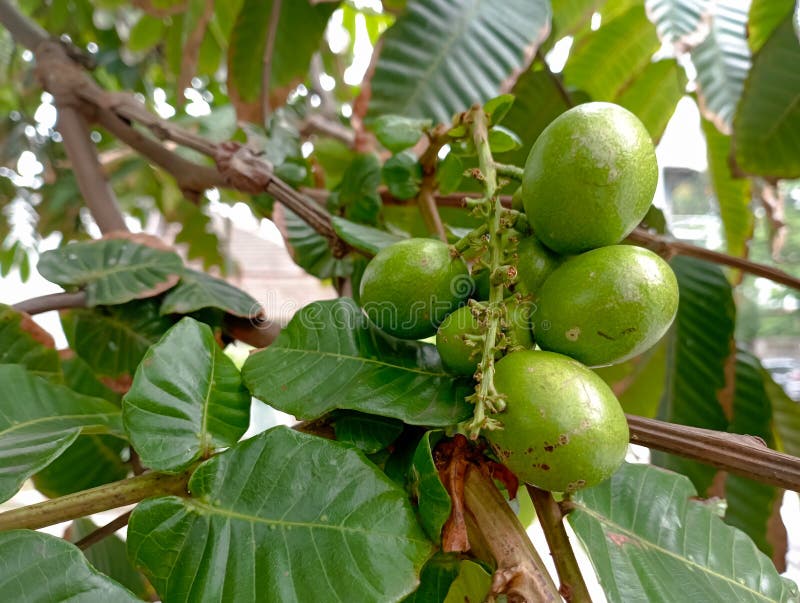 Matoa Fruit,fruit Tropical from Papua Stock Photo - Image of fruitfruit ...