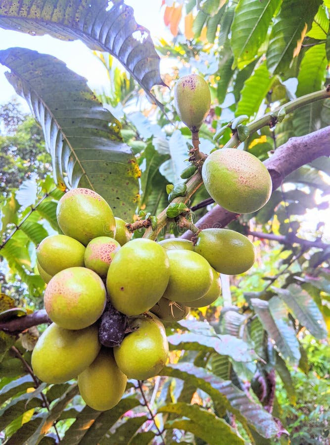 Matoa Fruit (Pometia Pinnata) Stock Photo - Image of fertility, branch ...