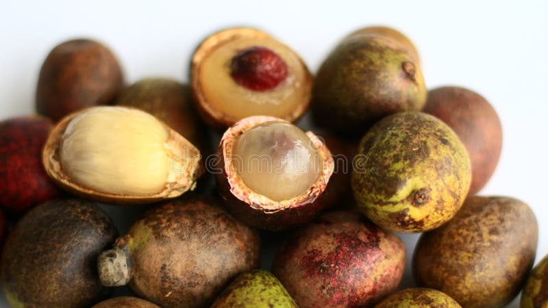 Taun Tree Photos - Free & Royalty-Free Stock Photos from Dreamstime