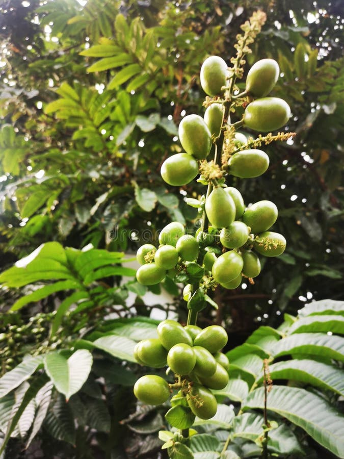 Matoa stock photo. Image of blossom, leaf, green, evergreen - 290737100
