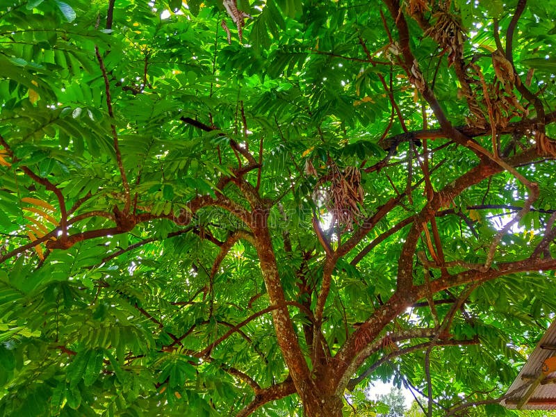 117 Matoa Pometia Stock Photos - Free & Royalty-Free Stock Photos from ...