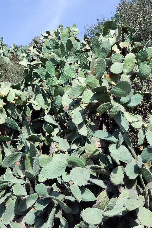 Matorral espinoso foto de archivo. Imagen de espinoso, matorral - 655242