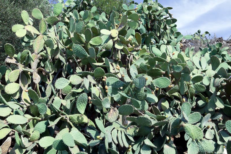 426 Matorral Espinoso Fotos de stock - Fotos libres de regalías de ...