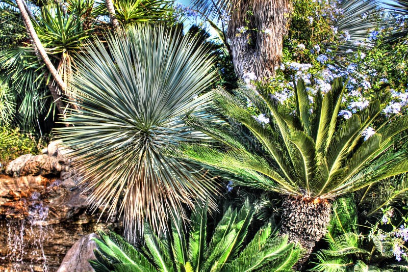 Matorrales De Plantas Tropicales Foto de archivo - Imagen de matorrales ...